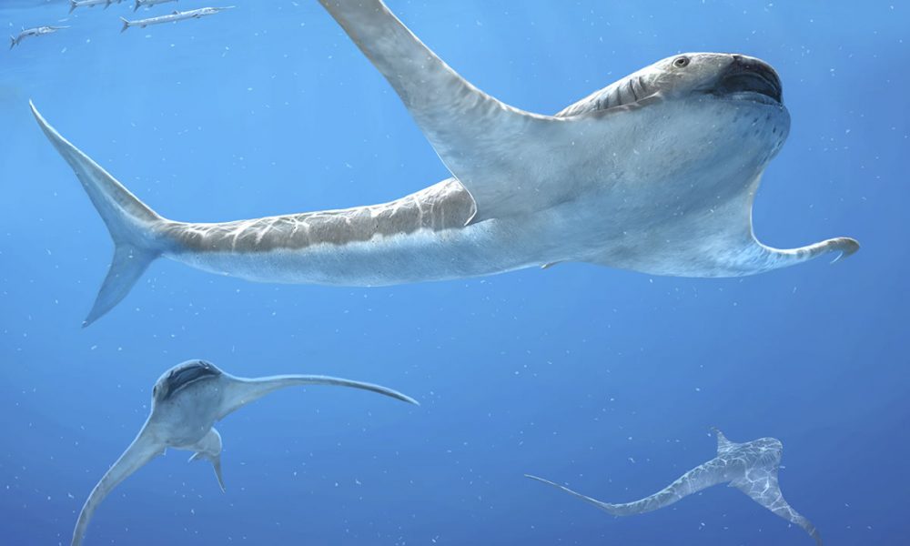 Rechinul pasăre: Monstrul elegant care înota prin apele Cretacicului ...